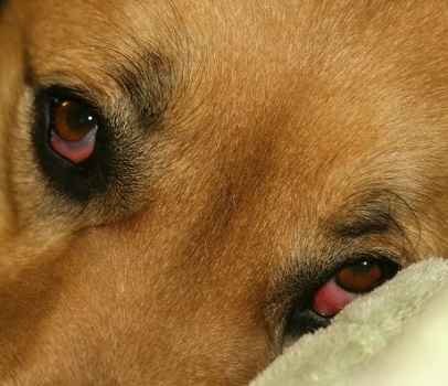 What is Cherry Eye in Dogs? - The petcare