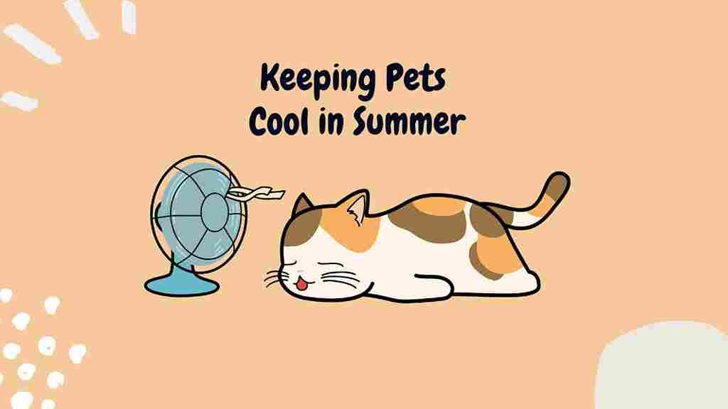 Keeping Pets Cool in Summer: Our Top Tips and Advice - The petcare