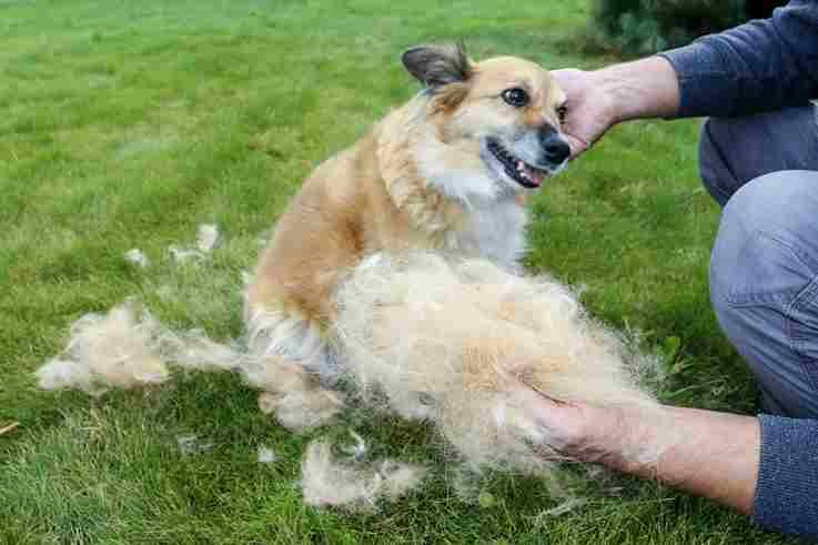 How To Reduce Shedding In Dogs: A Comprehensive Guide - The petcare