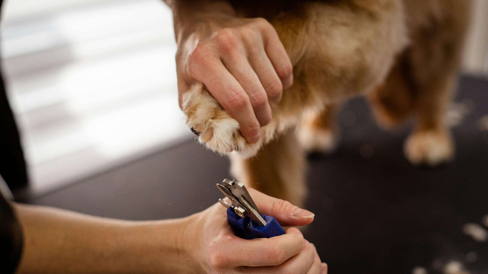 How to Trim Your Dog’s Nails Without Stress - The petcare