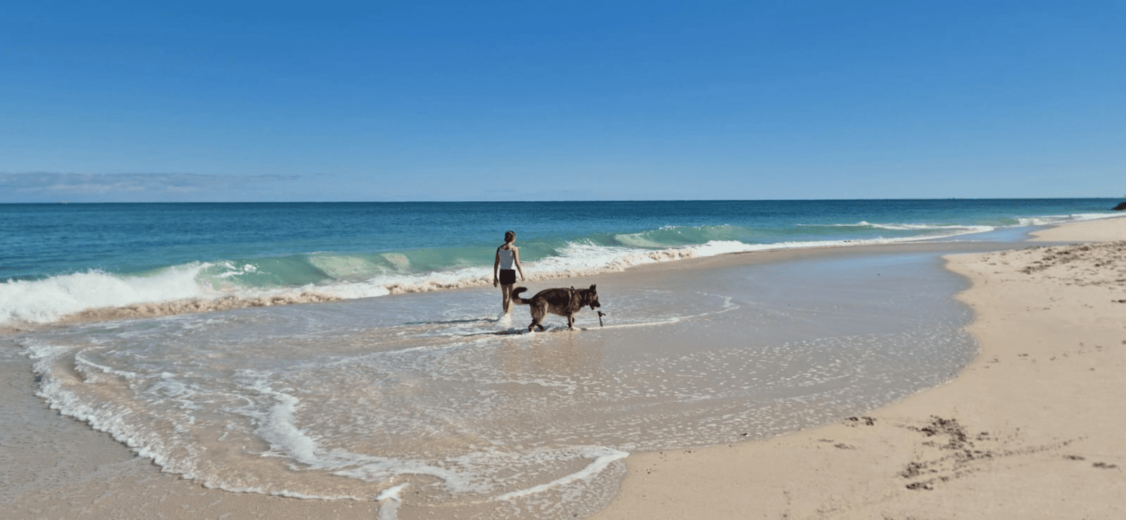 Dog Friendly Beaches Around Perth - The petcare